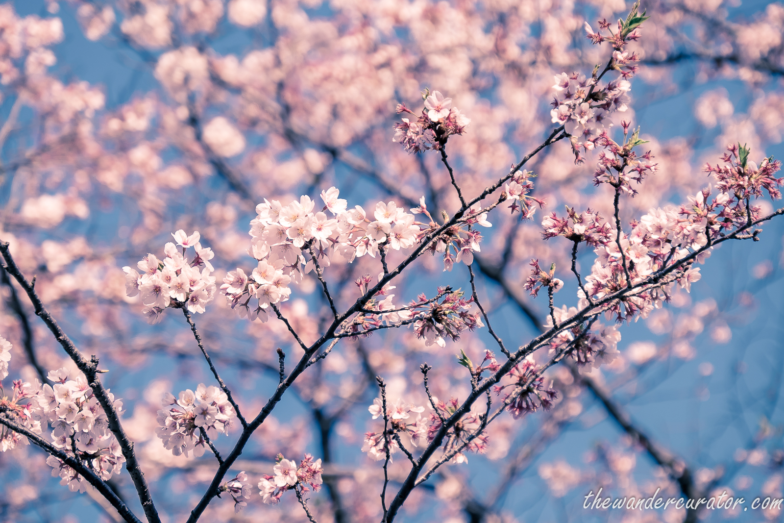 Once upon a Springtime - The Wander Curator